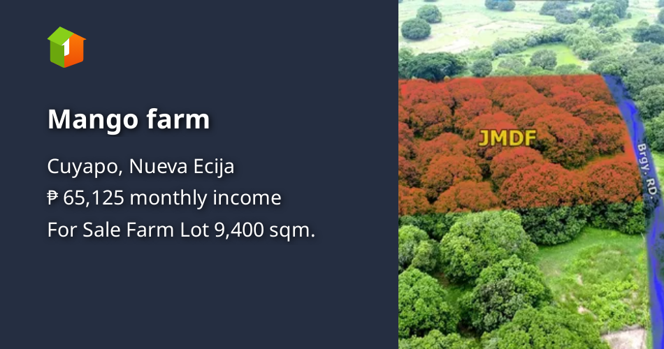 Mango farm [Lots 🚜] (August 2024) in Cuyapo, Nueva Ecija for sale
