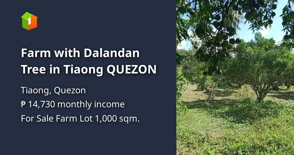 Farm with Dalandan Tree in Tiaong QUEZON [Lots 🚜] (January 2024) in ...