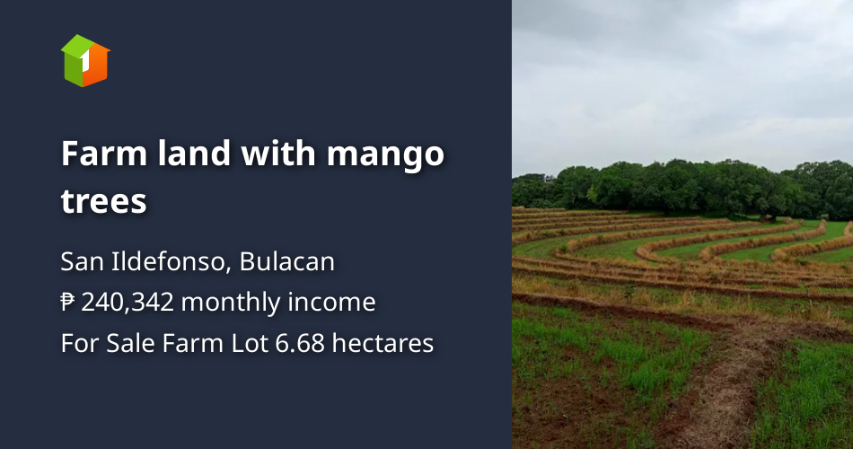 Farm land with mango trees [Lots 🚜] (August 2021) in San Ildefonso ...
