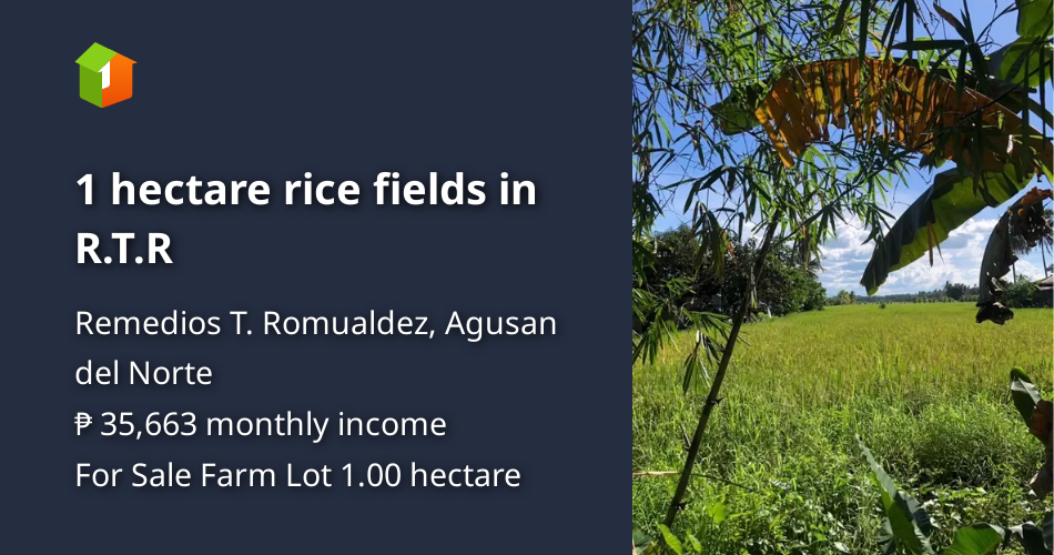 1 hectare rice fields in R.T.R [Lots 🚜] (January 2026) in Remedios T ...
